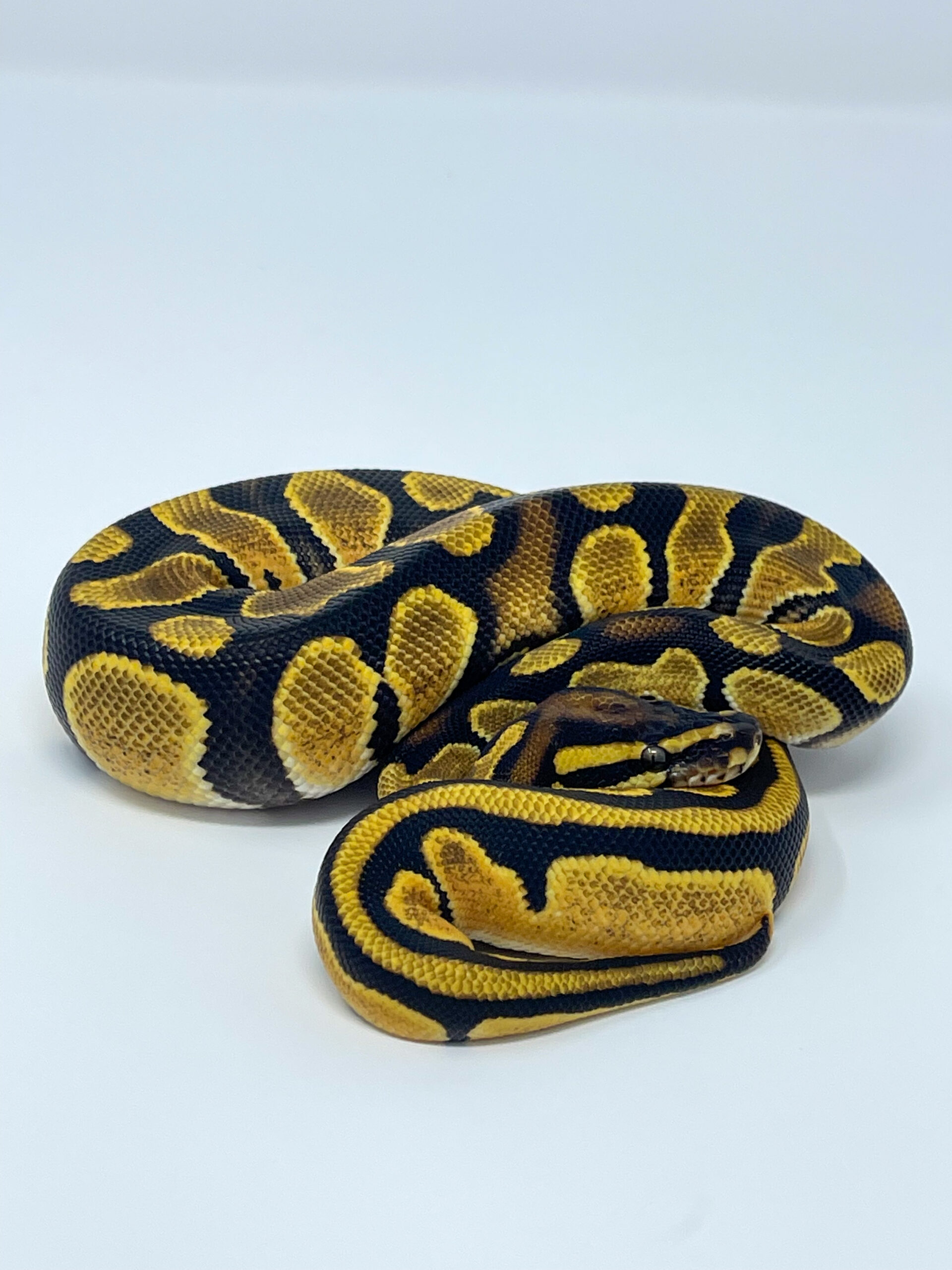 Infinite Possible Pythons Specializing In Exotic Ball Python Morphs